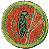Main Parts Of An Insect — ScouterLife