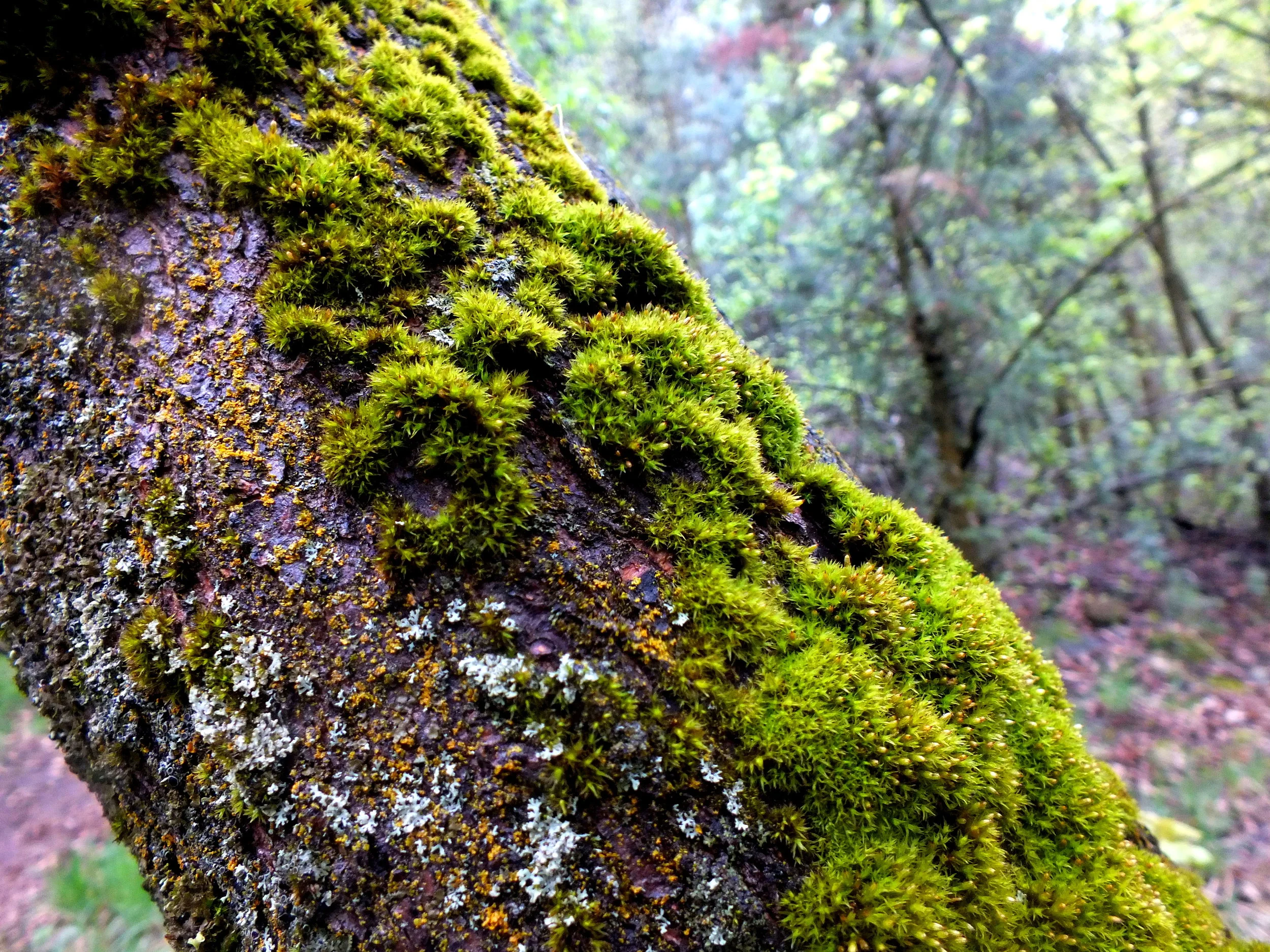 Cherry - Balsam Campgrounds — ScouterLife