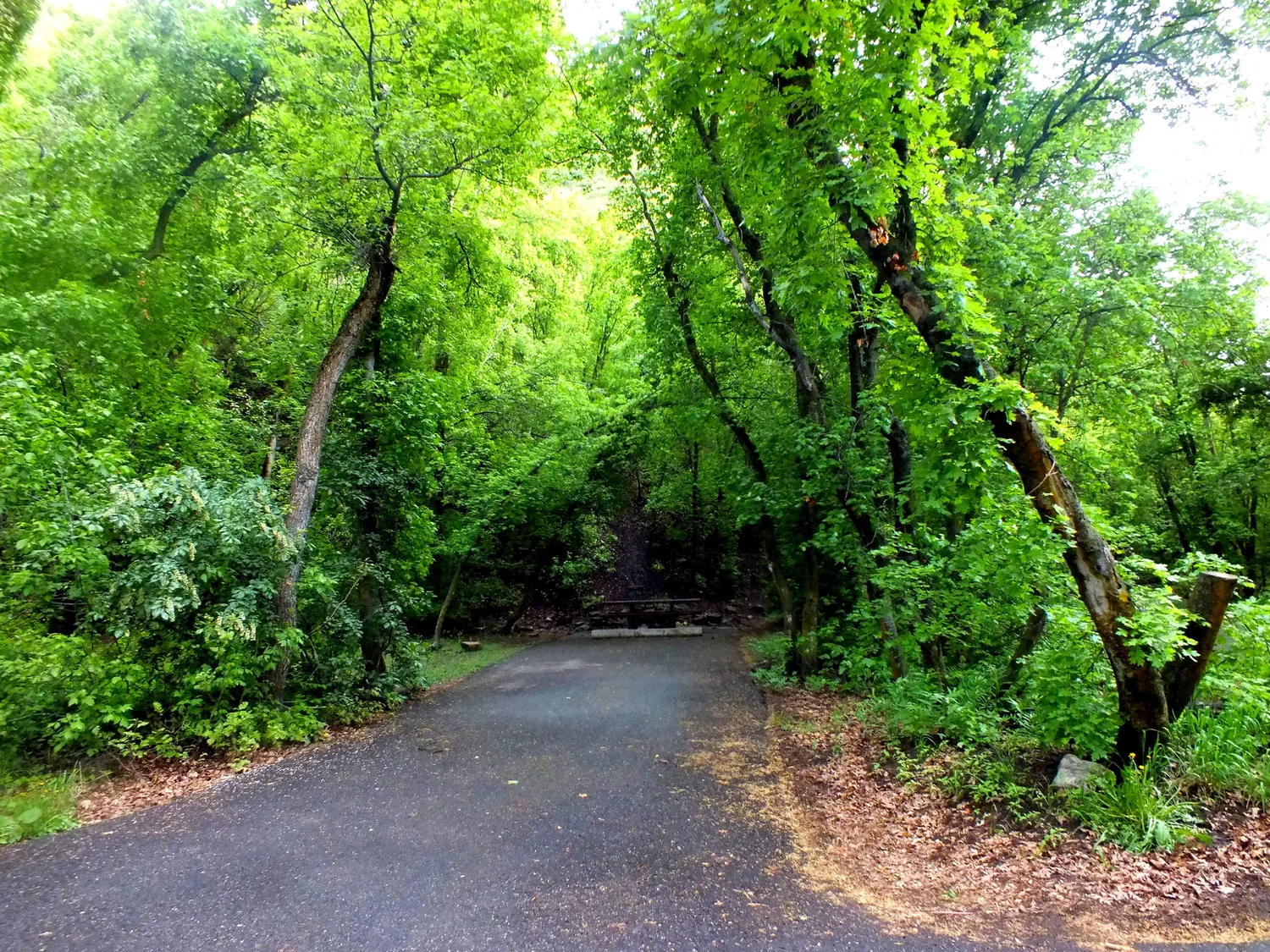 Cherry - Balsam Campgrounds — ScouterLife