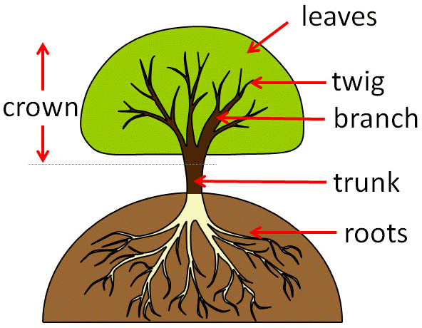 Groups of Trees and Parts of a Tree — ScouterLife