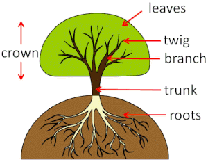Groups of Trees and Parts of a Tree — ScouterLife