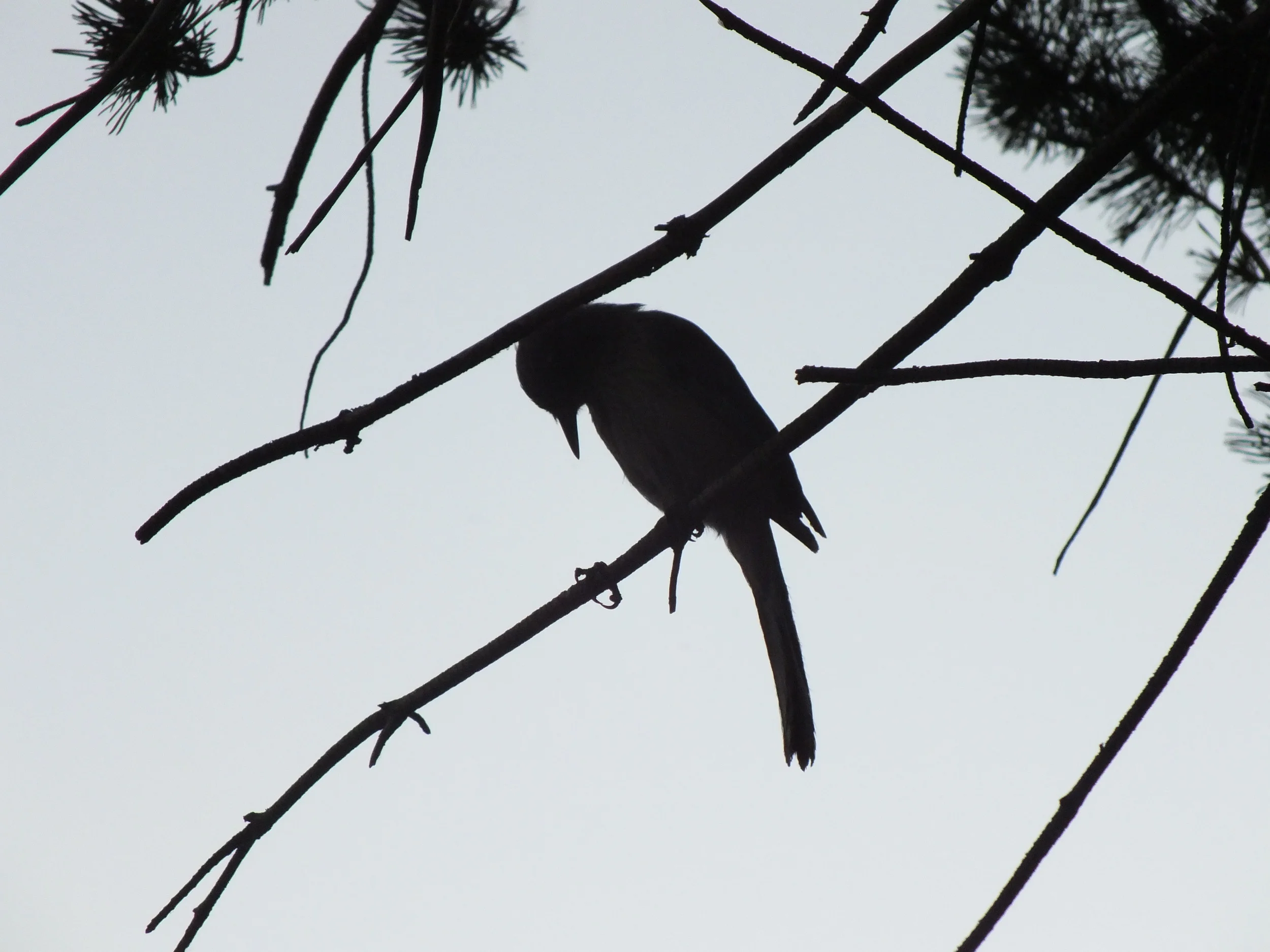 Showing off Your Photos — ScouterLife