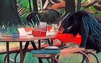 Bearmuda Triangle — ScouterLife