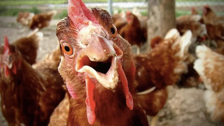 Chicken Lips and Lizard Hips — ScouterLife