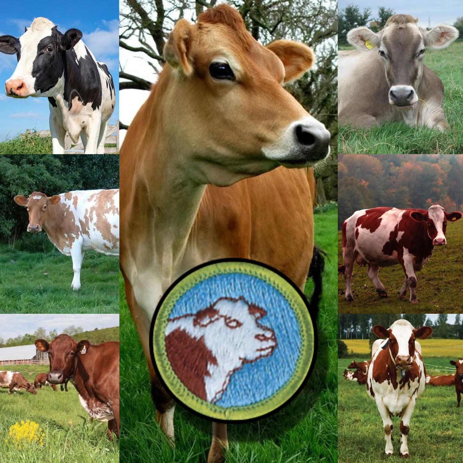7 Breeds of Dairy Cows — ScouterLife