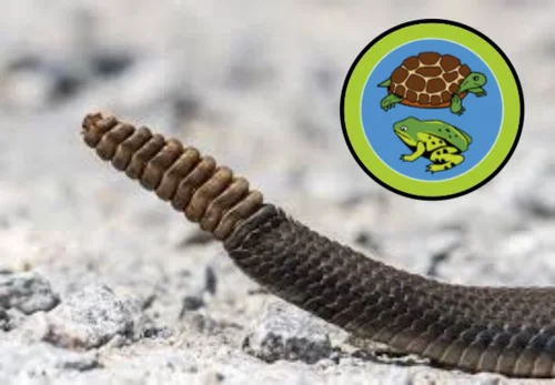 Rattlesnake Rattles — ScouterLife