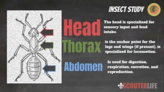 Main Parts of an Insect — ScouterLife