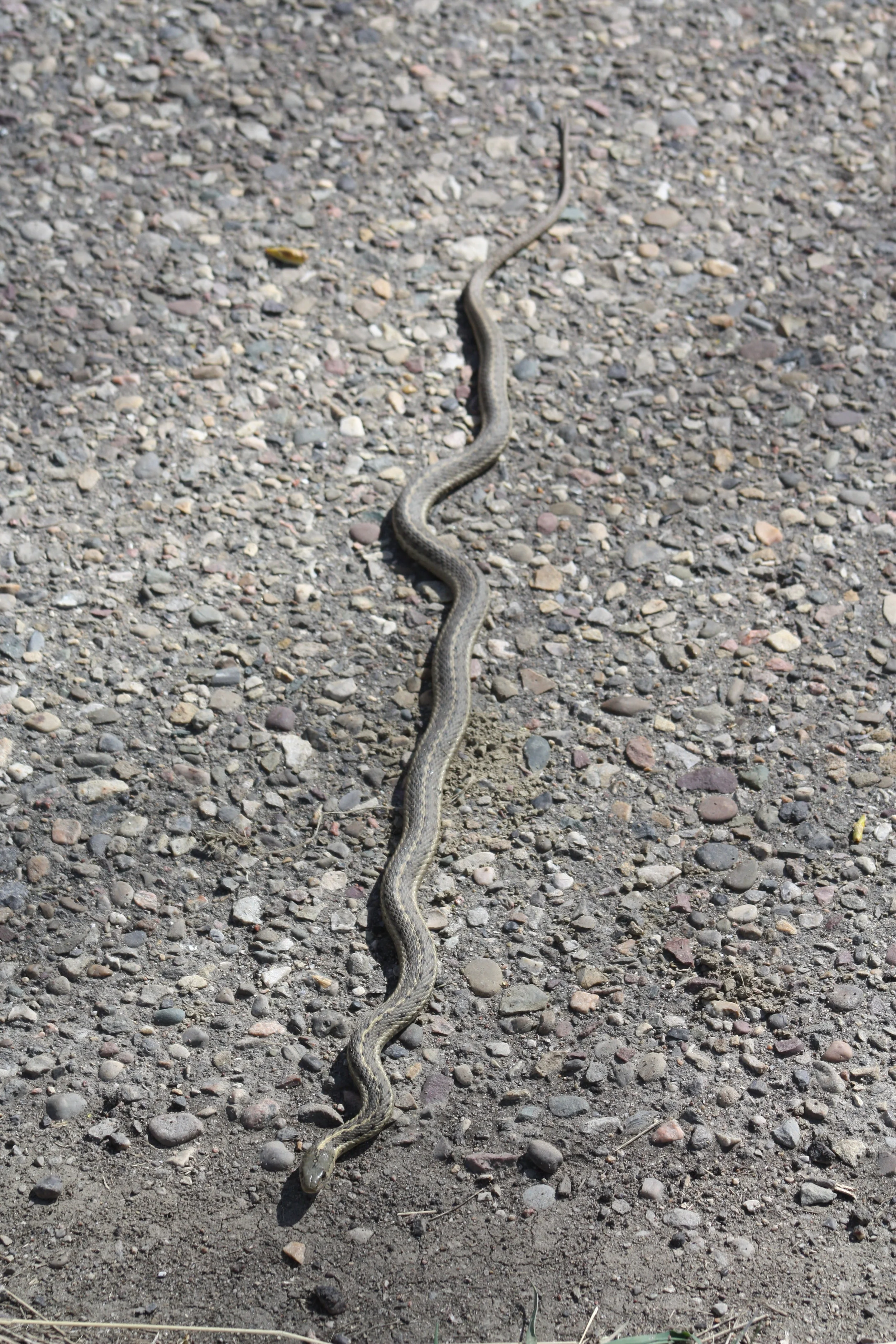 Snakes of Writing on Stone Provincial Park — Friends of Helen Schuler ...