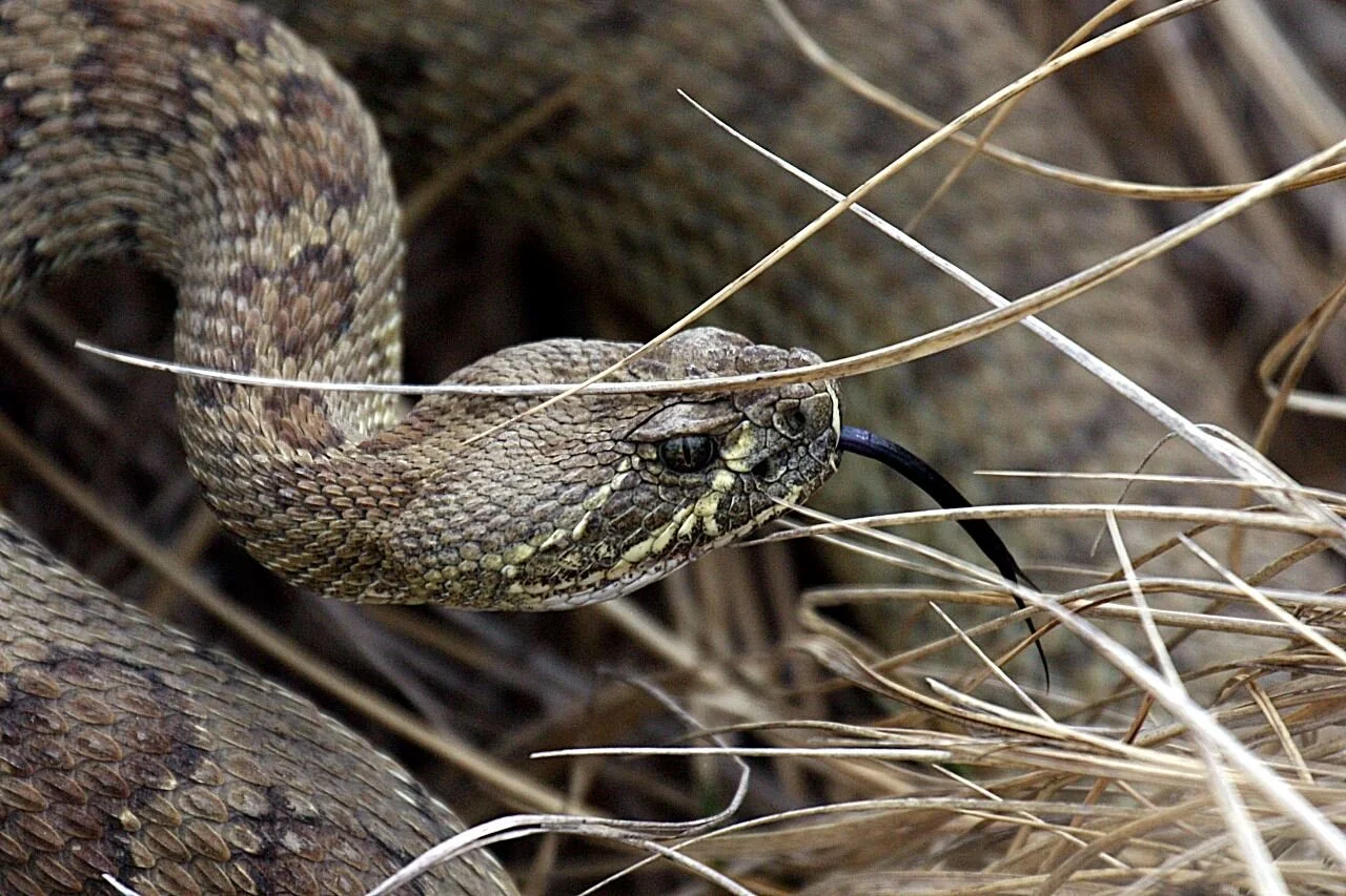 Living with Rattlesnakes — Friends of Helen Schuler Nature Centre Society