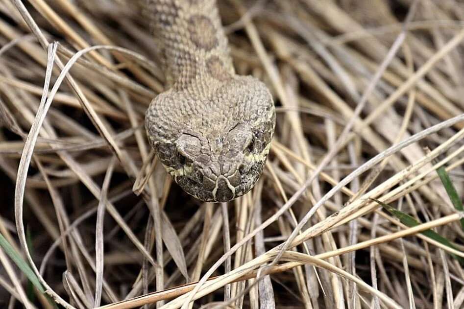 Living with Rattlesnakes — Friends of Helen Schuler Nature Centre Society