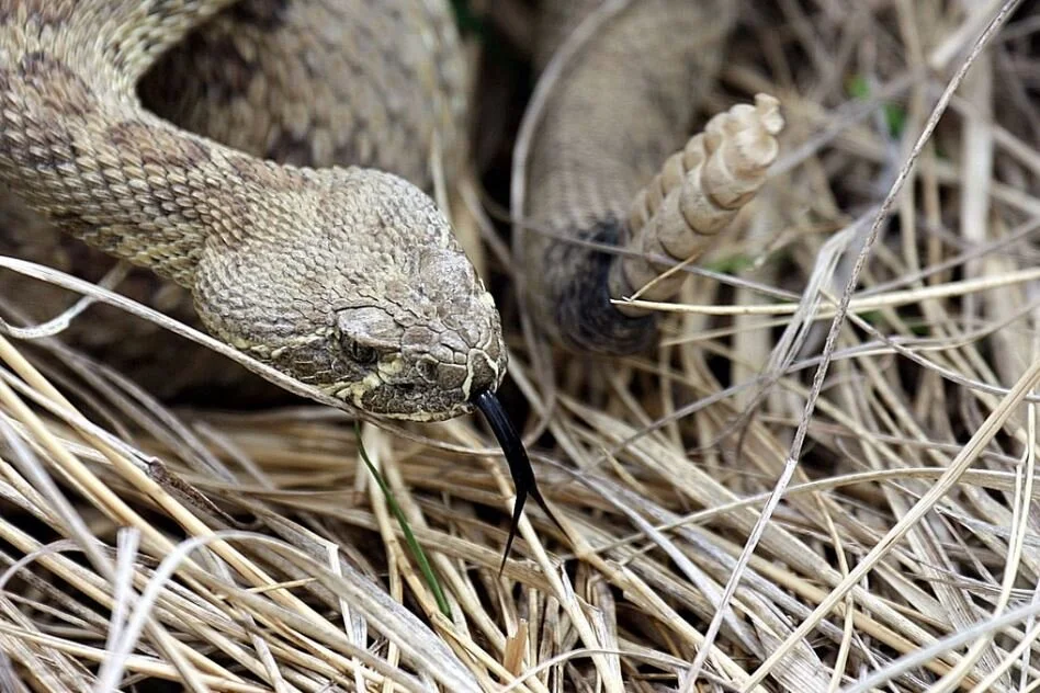 Ask a Naturalist - Living with Snakes - with Ken Moore — Friends of ...