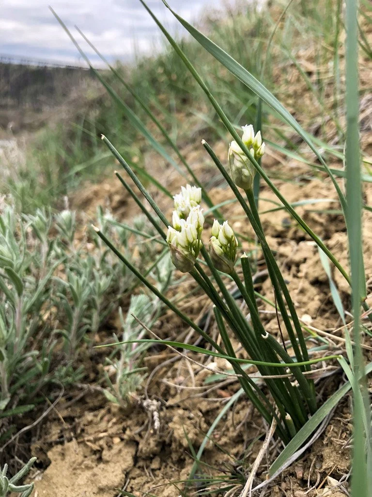 Textile Onion — Friends of Helen Schuler Nature Centre Society