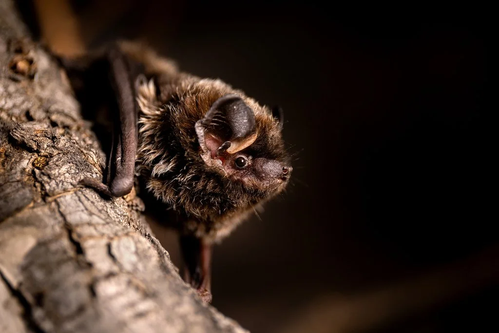 Silver-haired Bat — Friends of Helen Schuler Nature Centre Society
