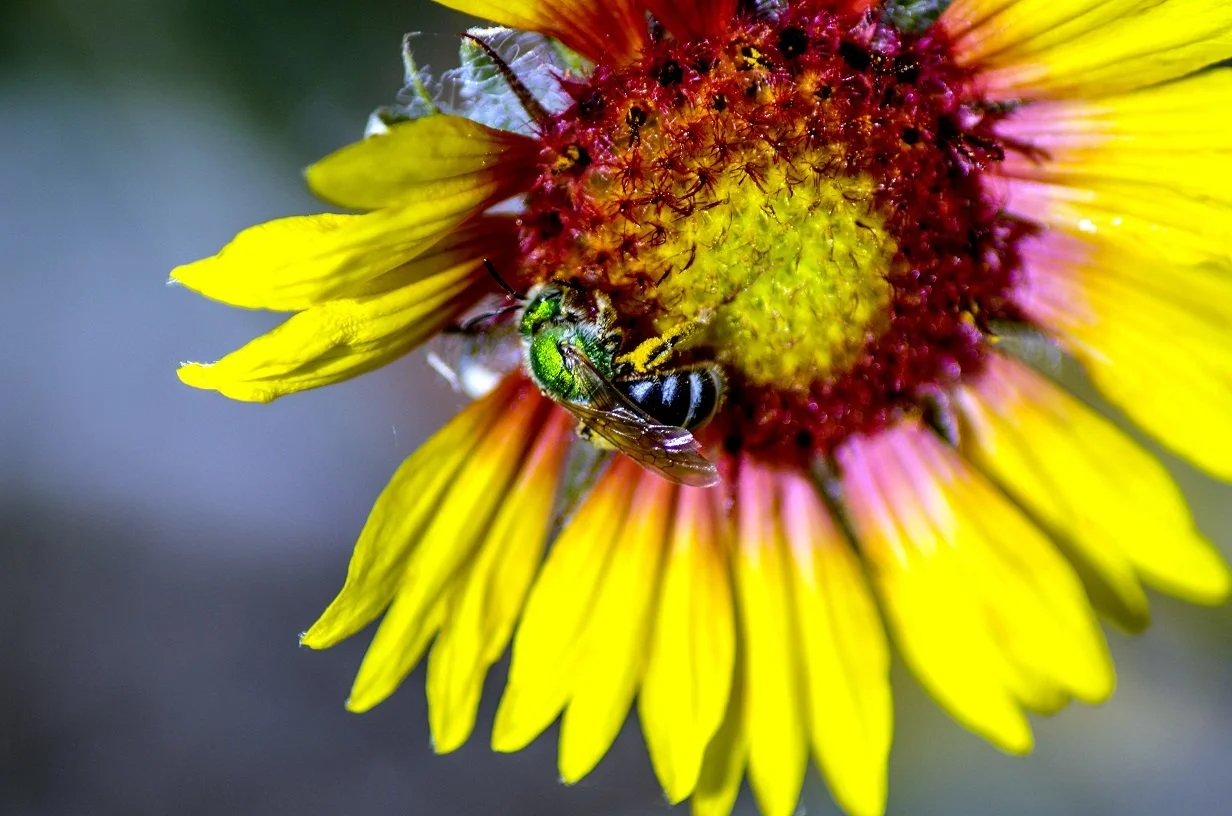 Striped Sweat Bees — Friends of Helen Schuler Nature Centre Society