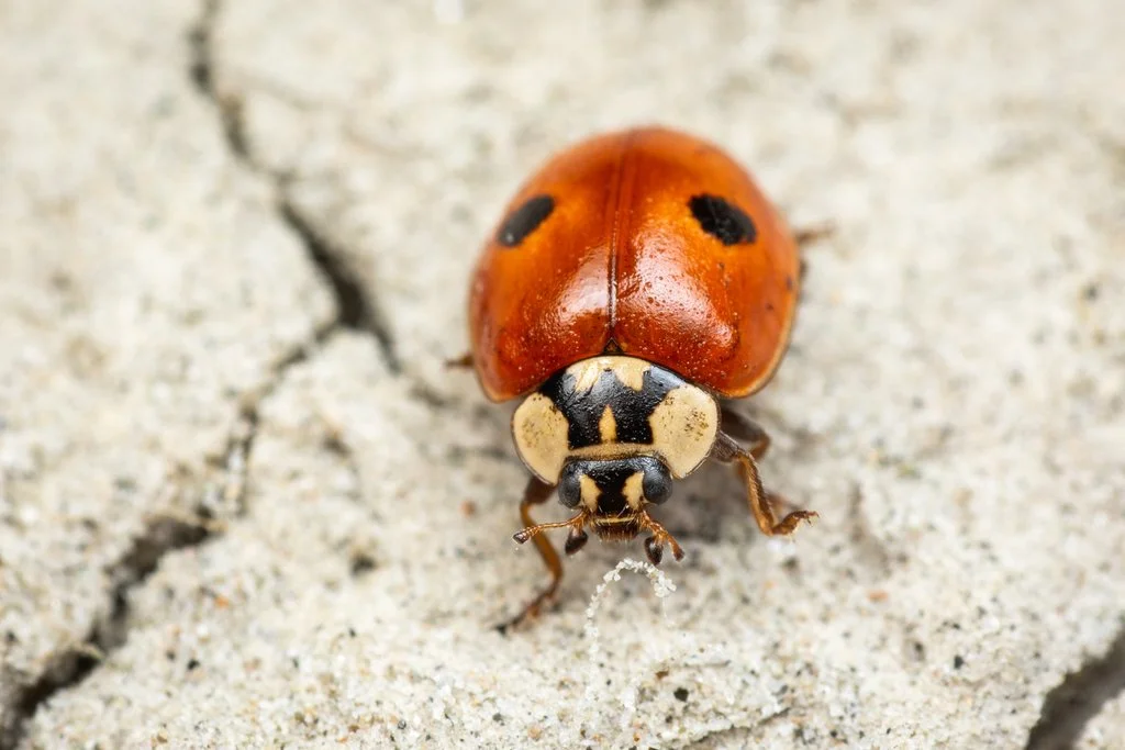 Two-spotted Lady Beetle — Friends of Helen Schuler Nature Centre Society