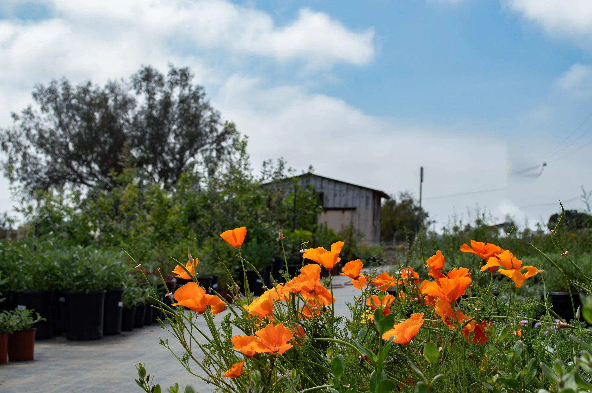 The Little Barn — Native West Nursery - California Native Plants