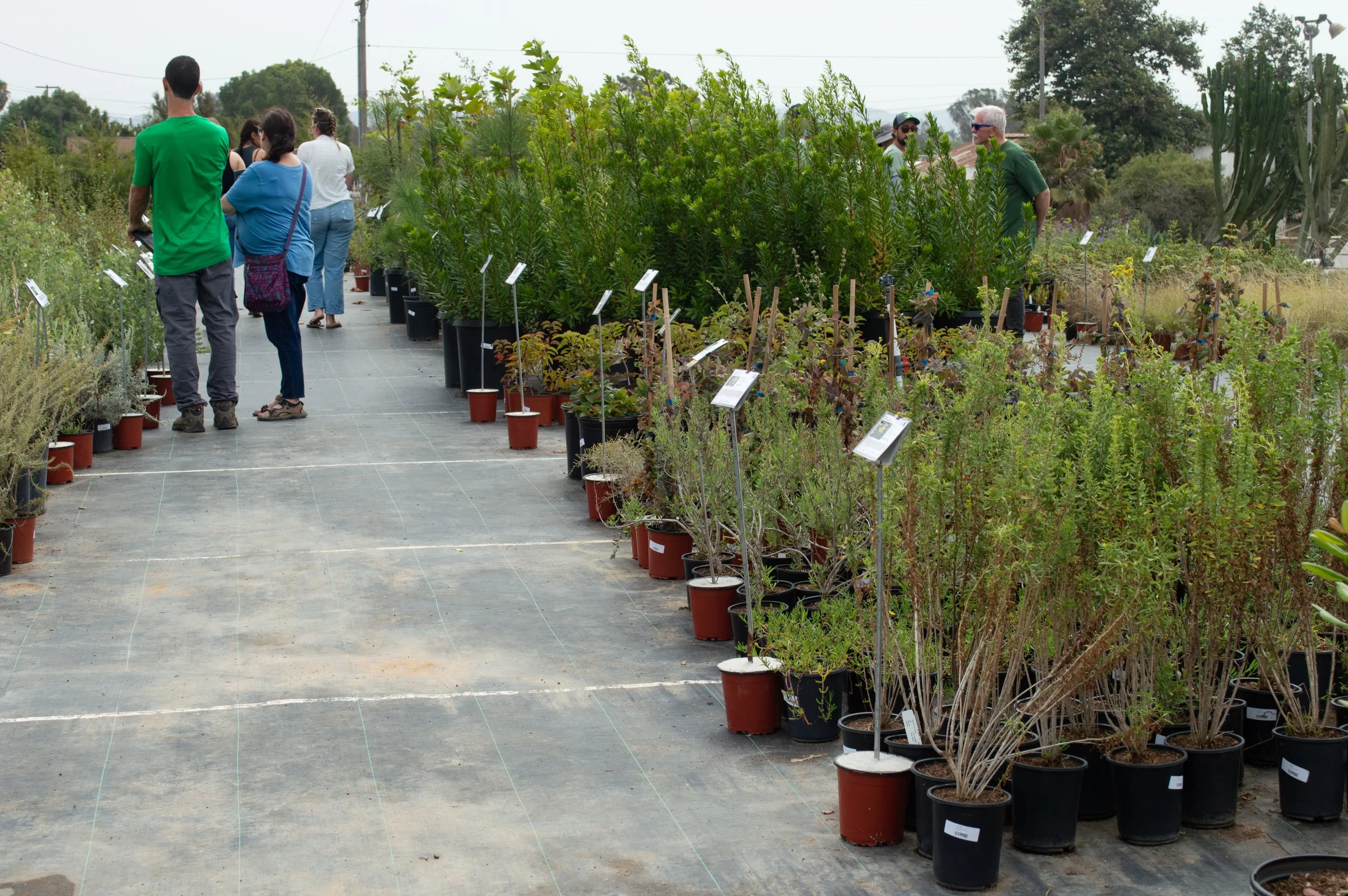 Shop in Person — Native West Nursery - California Native Plants