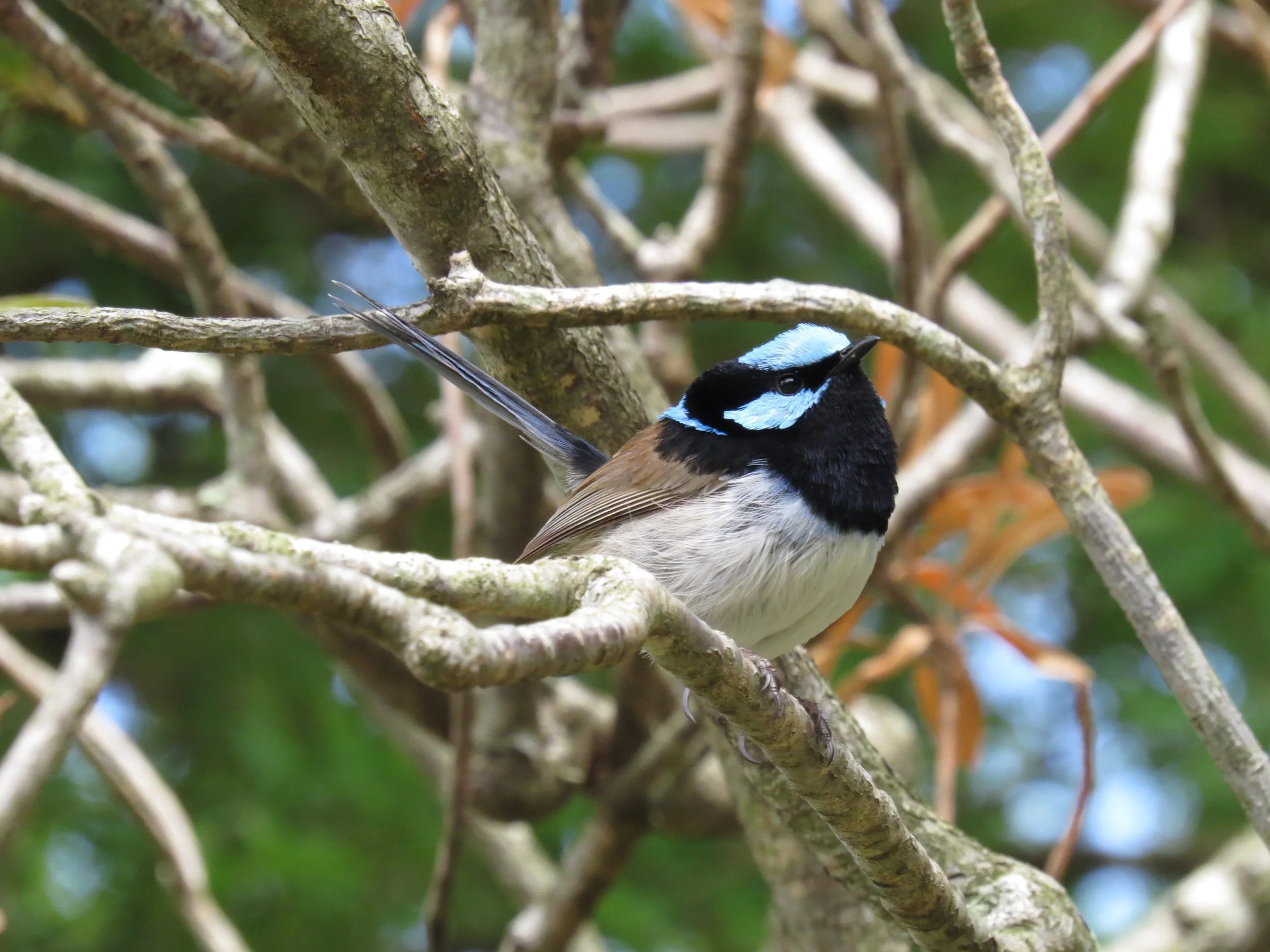 Birding? Twitching? Lifelist? What do These Things Mean? — Outer Island