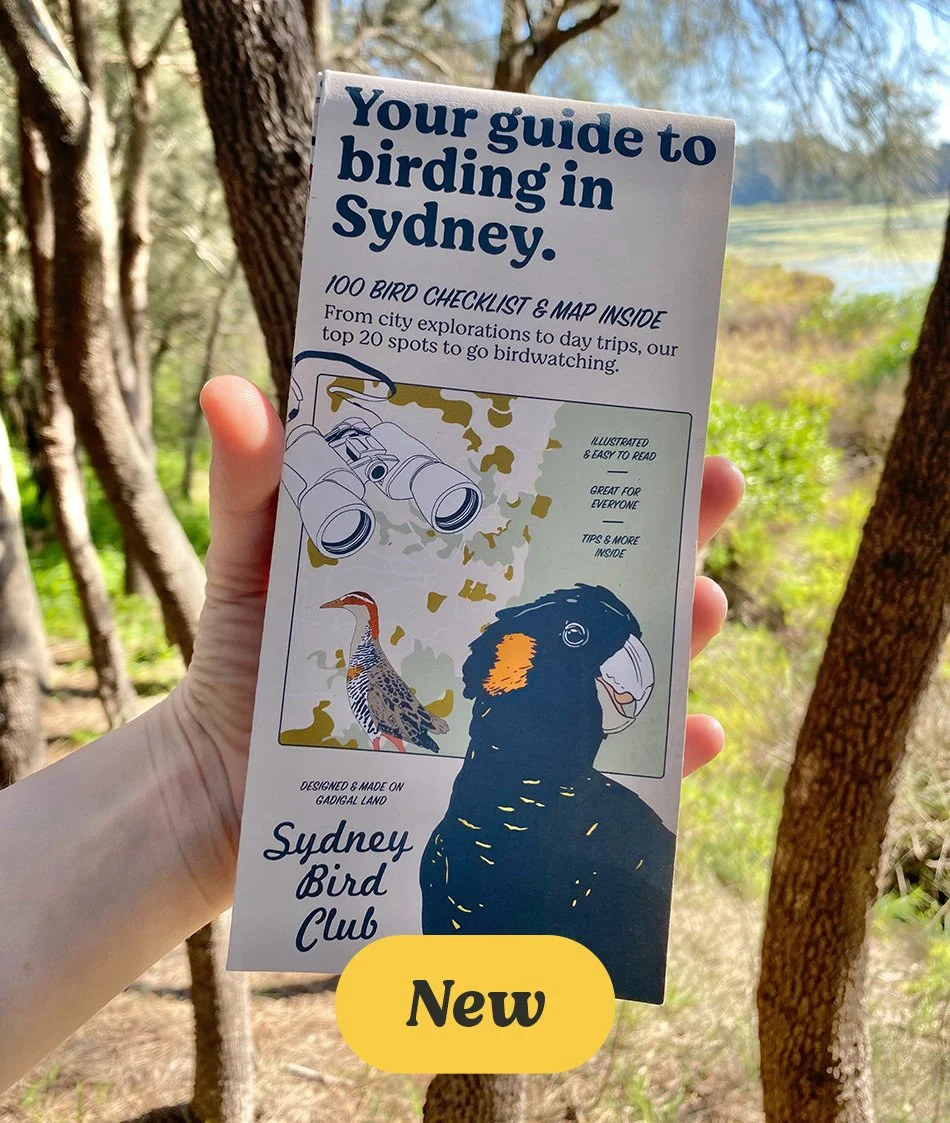 Sydney Bird Club — Outer Island