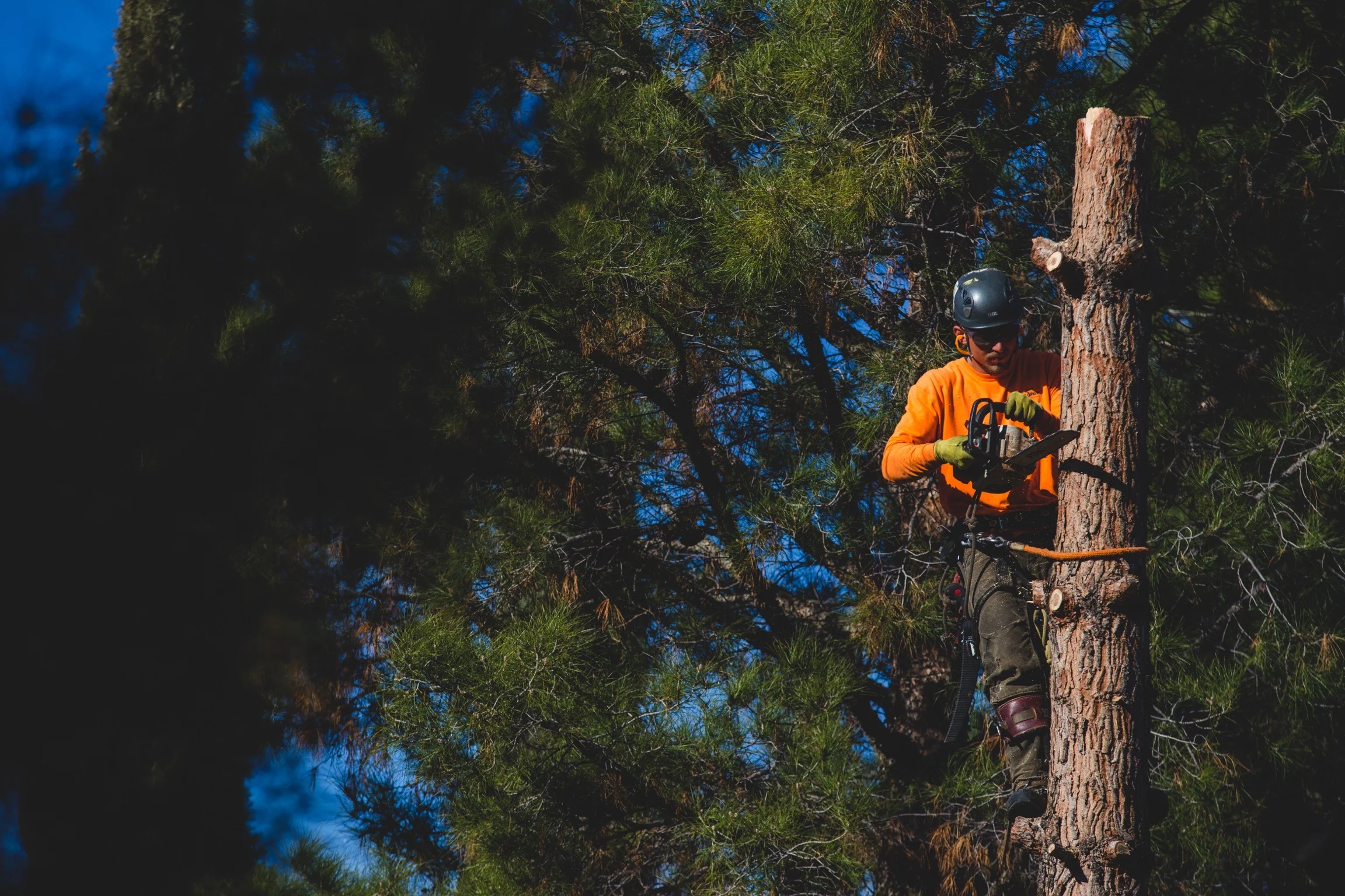 Vertical Services, LLC