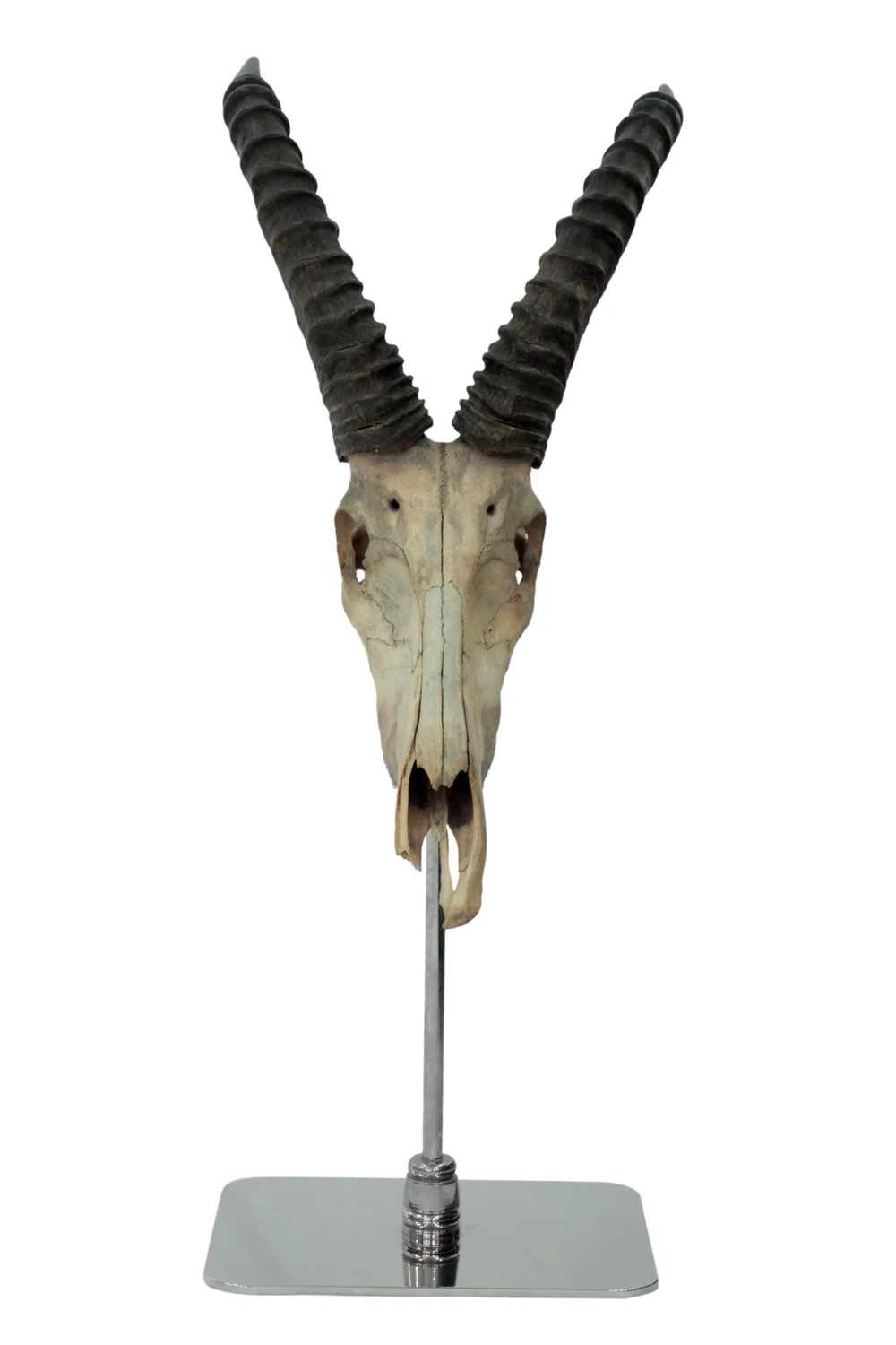 Gazelle Skeleton