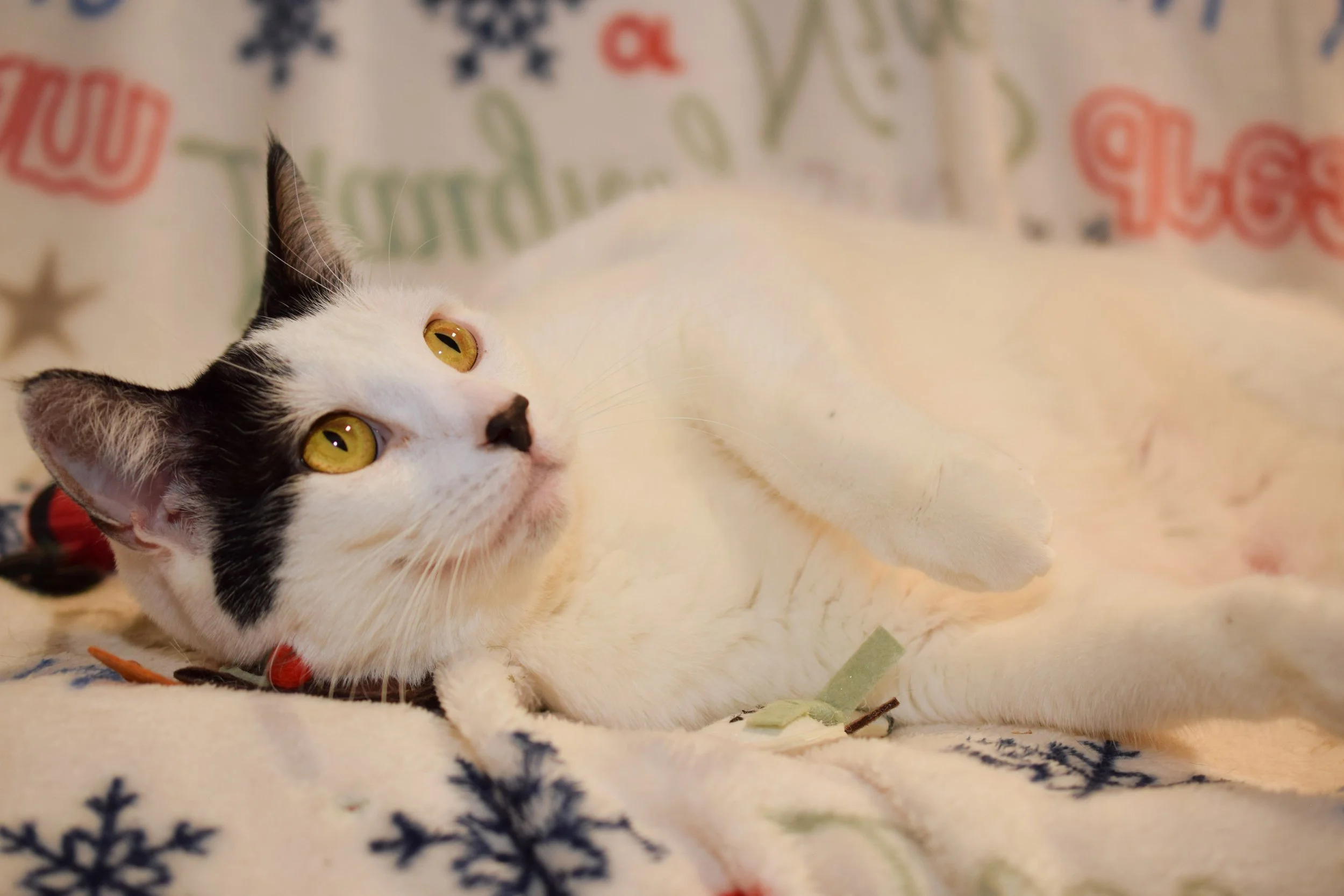 Second Chance Sheridan Cat Rescue | Support Homeless and Special-Needs Cats