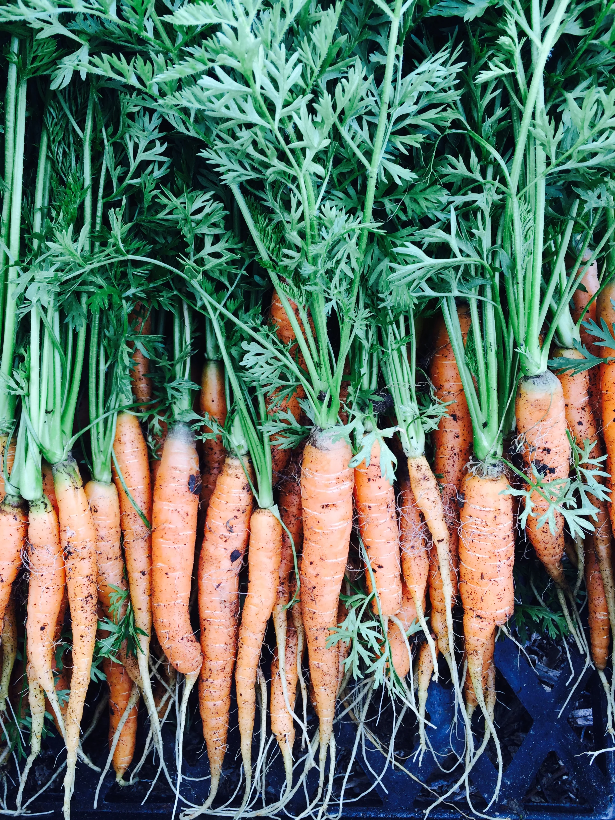 The Farm — Red Maple Vineyard