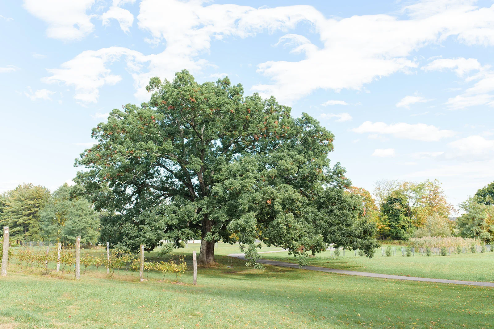 The Grounds — Red Maple Vineyard