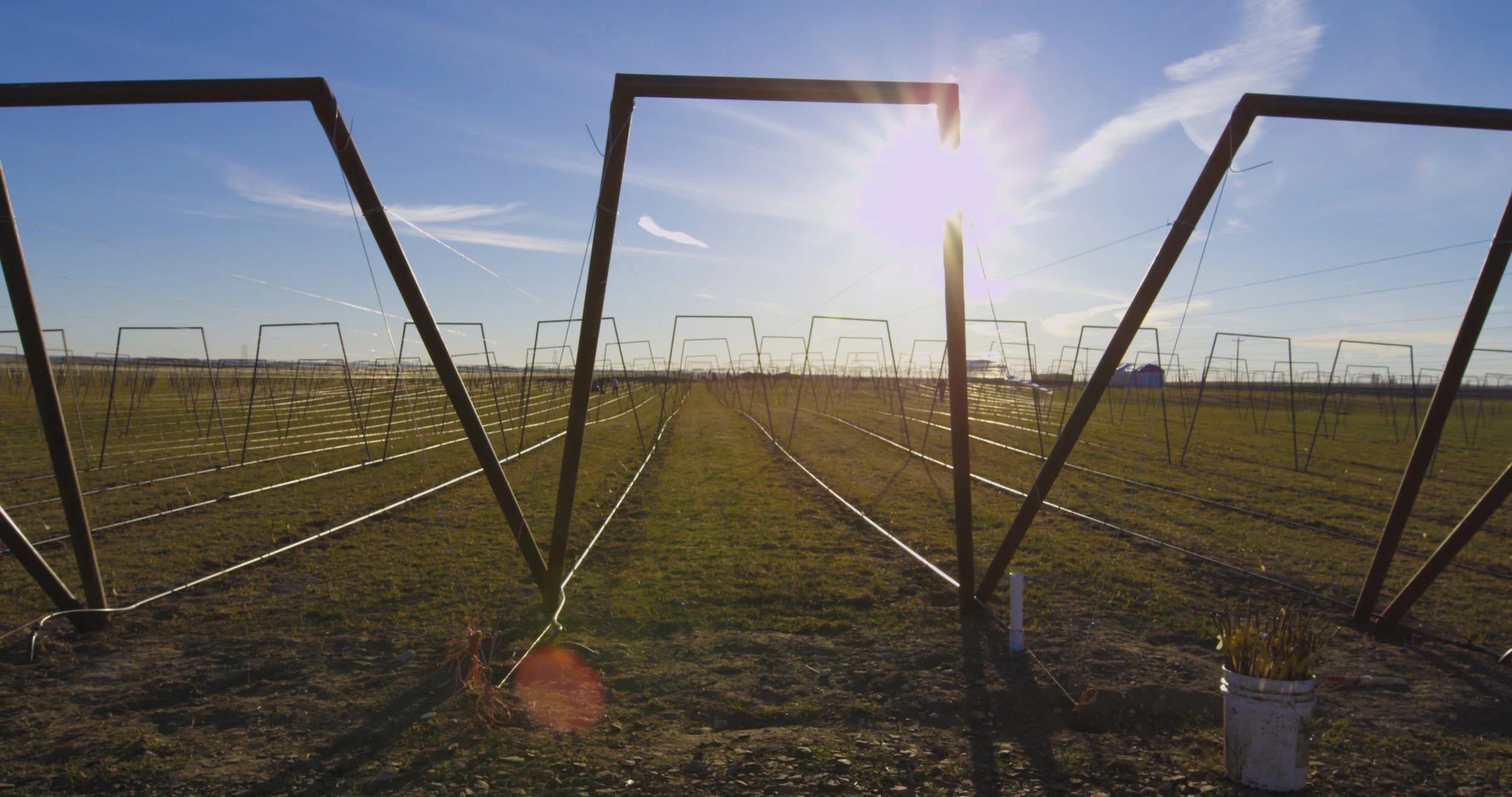 Gee Whiz | Premium Fruit Grower