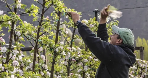 Auvil News — Gee Whiz | Premium Fruit Grower