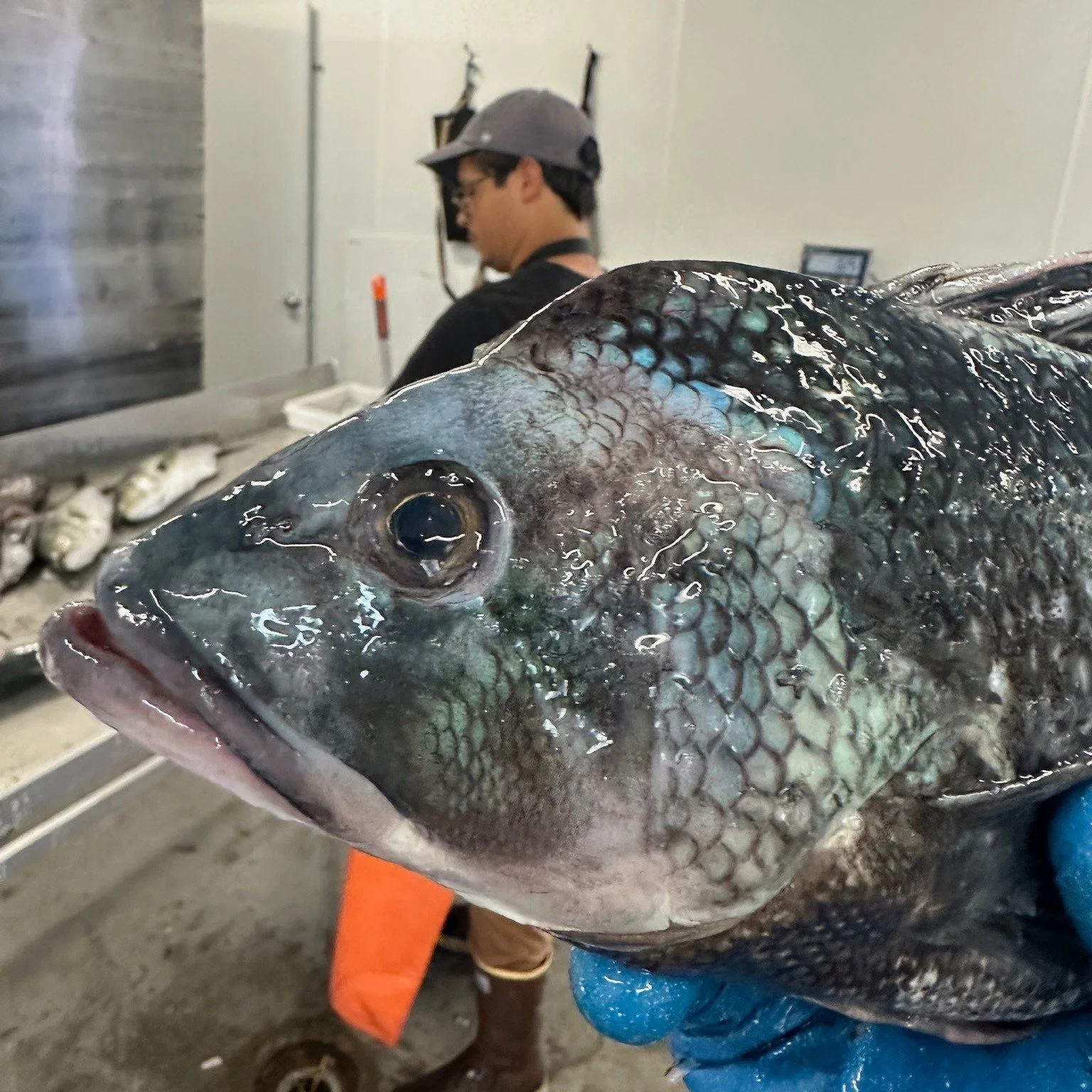 Cold Spring Farmers' Market