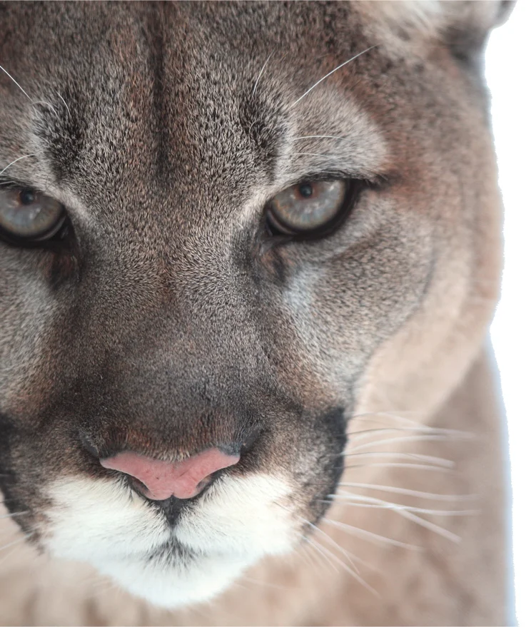 PUMA Ultrasound Gastrostomy — CoapTech | The PUMA-G System | The World ...