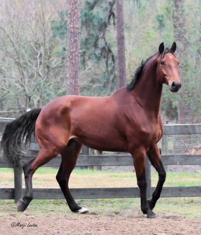 Sales — Annwyn Equestrian Center