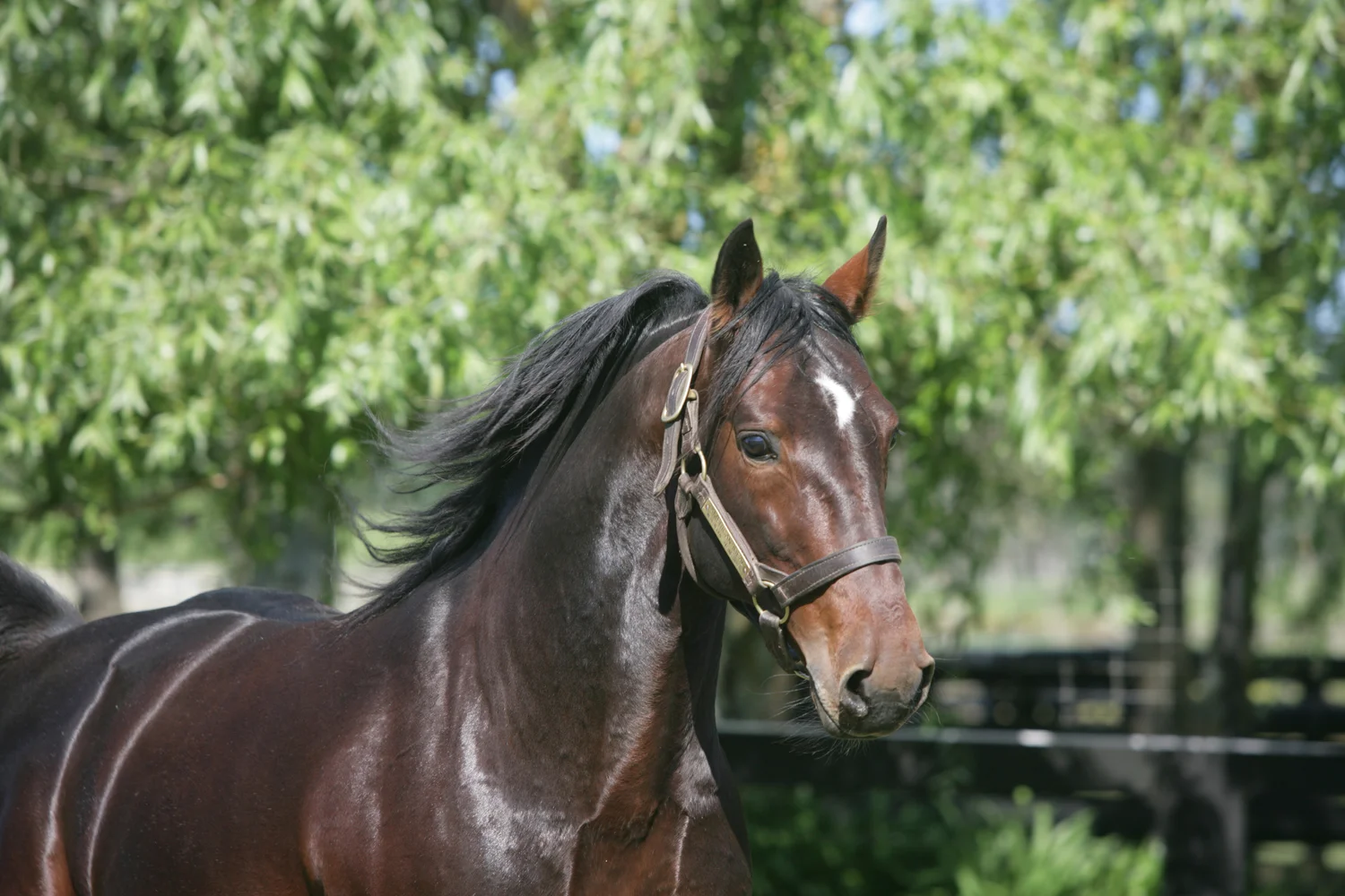 Woodlands Stud