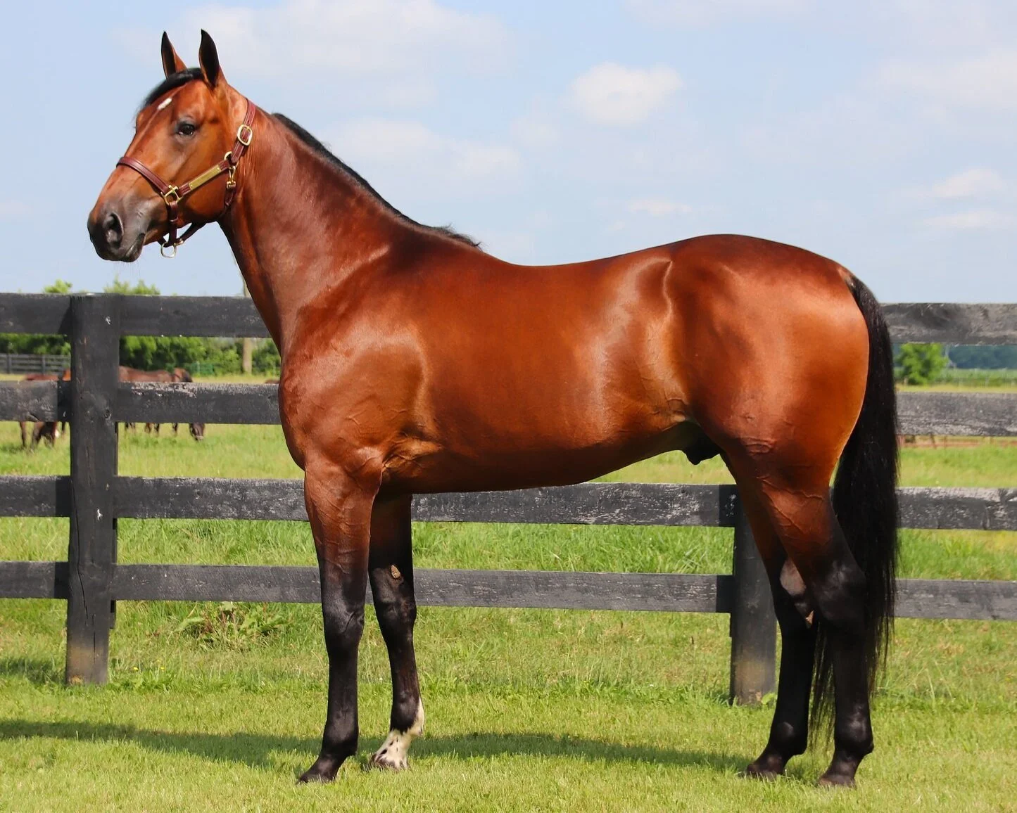 Sweet Lou — Woodlands Stud