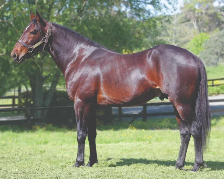 Sweet Lou — Woodlands Stud