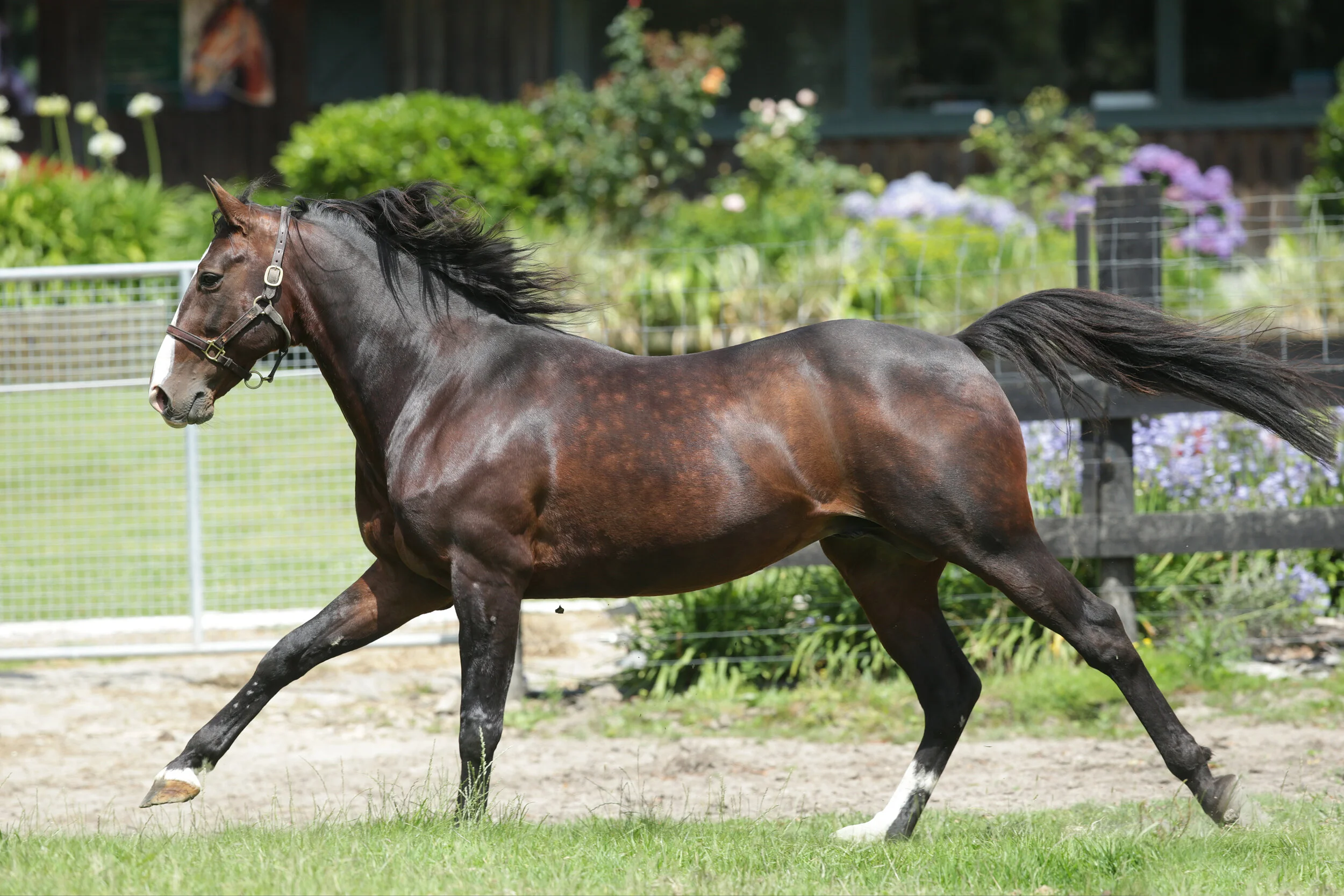 Sweet Lou — Woodlands Stud