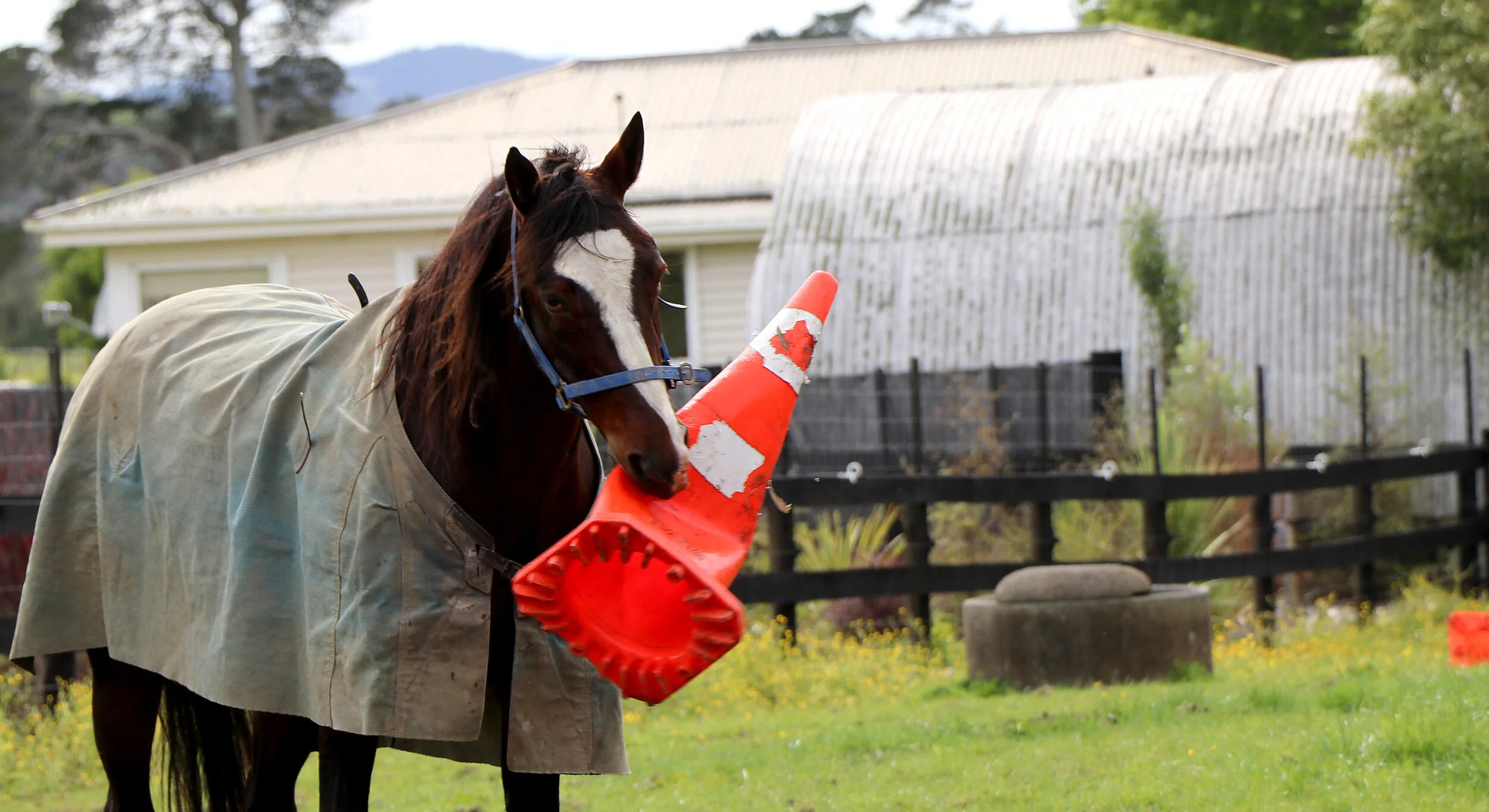Sweet Lou — Woodlands Stud
