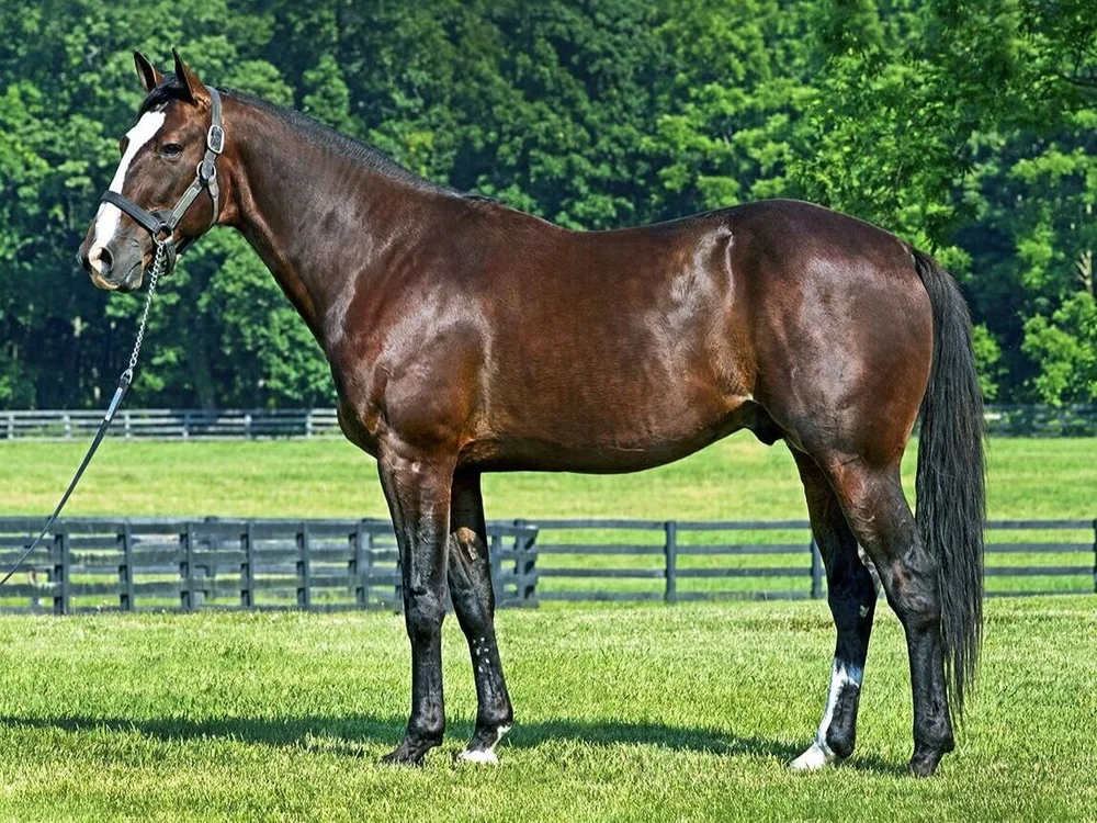 Sweet Lou — Woodlands Stud