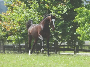 Sweet Lou — Woodlands Stud