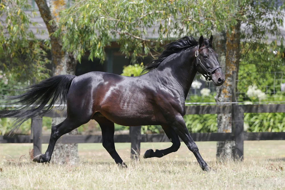 Bettor's Delight — Woodlands Stud