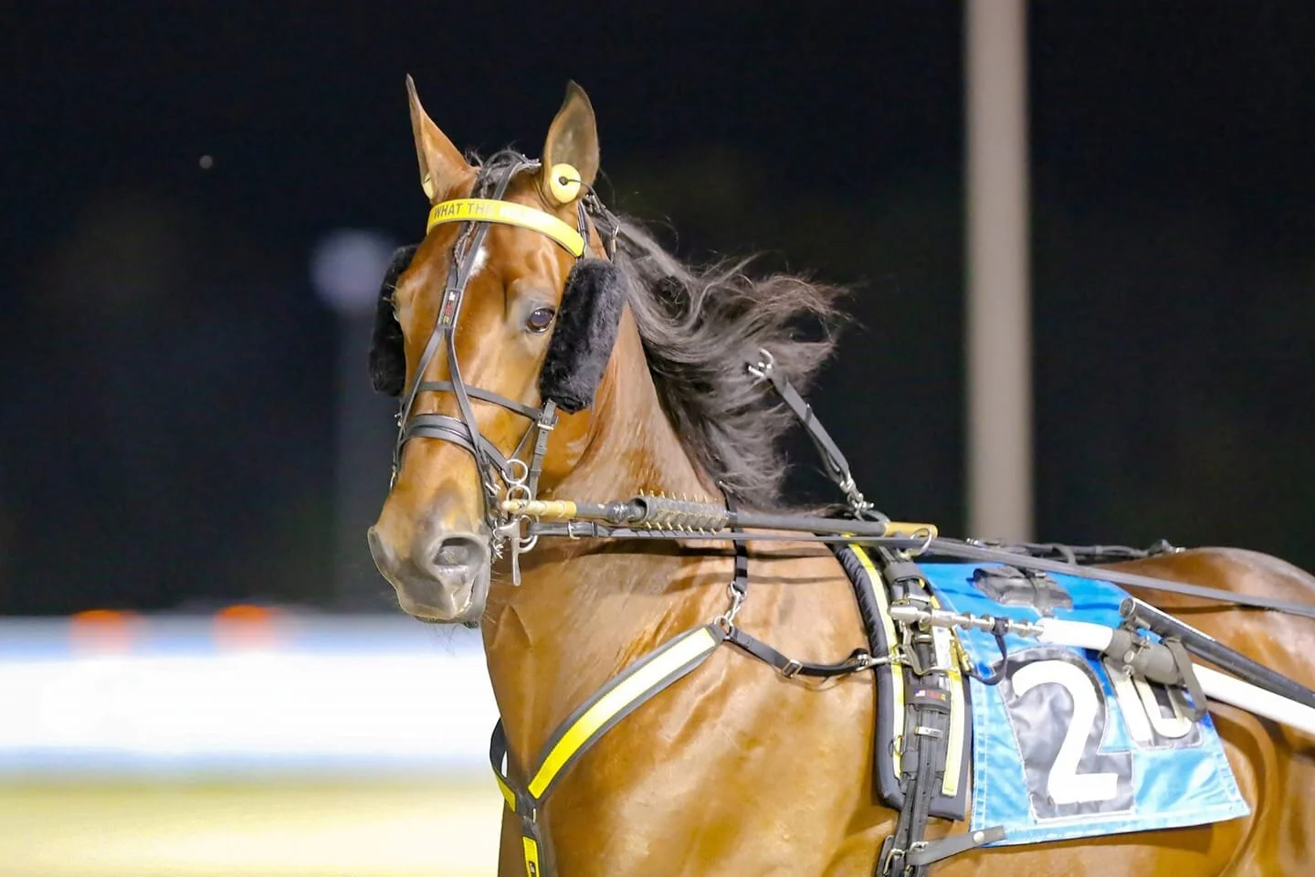 What The Hill — Woodlands Stud