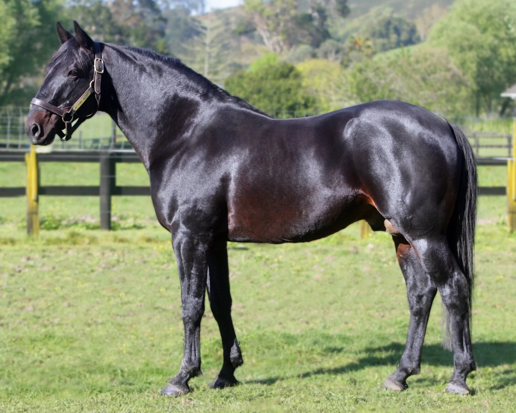 Lather Up — Woodlands Stud