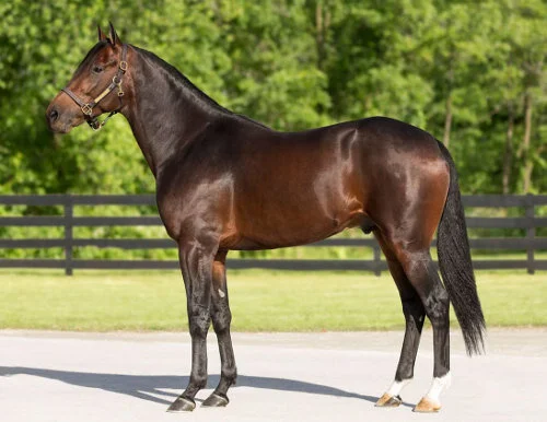 Lather Up — Woodlands Stud