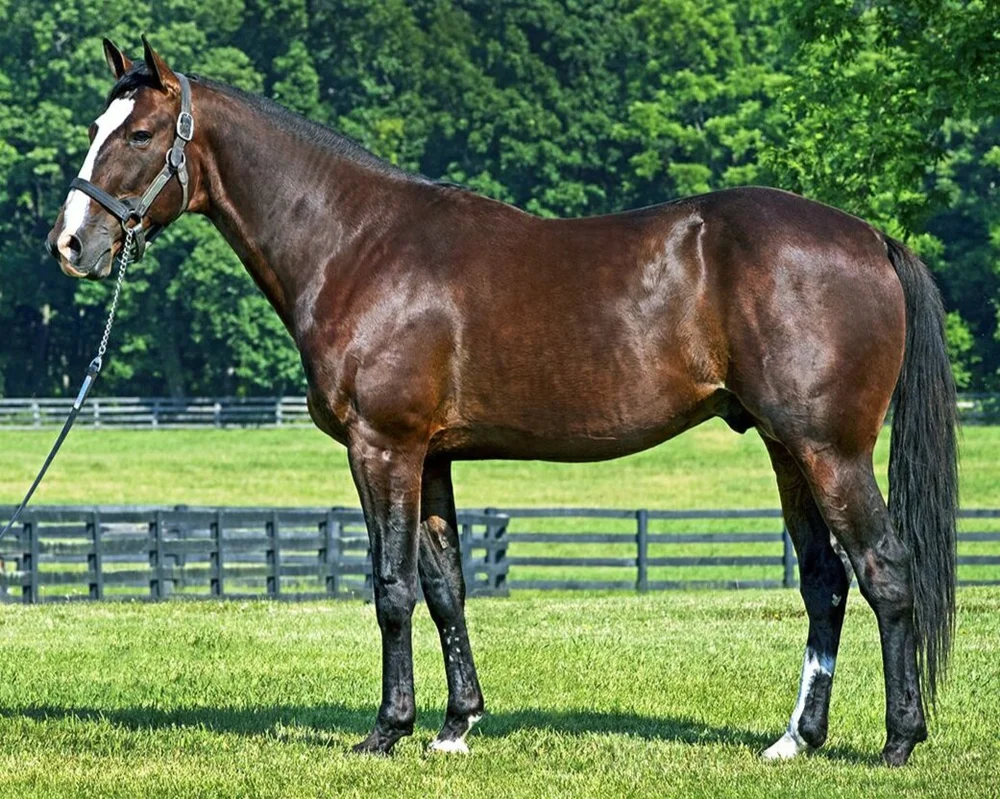 All Stallions — Woodlands Stud