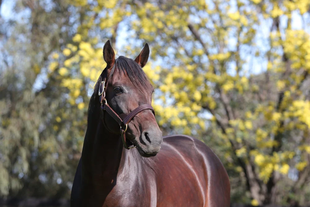 Lather Up — Woodlands Stud