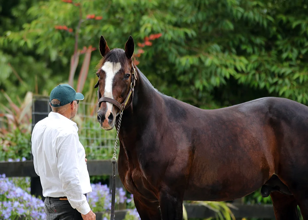 Sweet Lou — Woodlands Stud