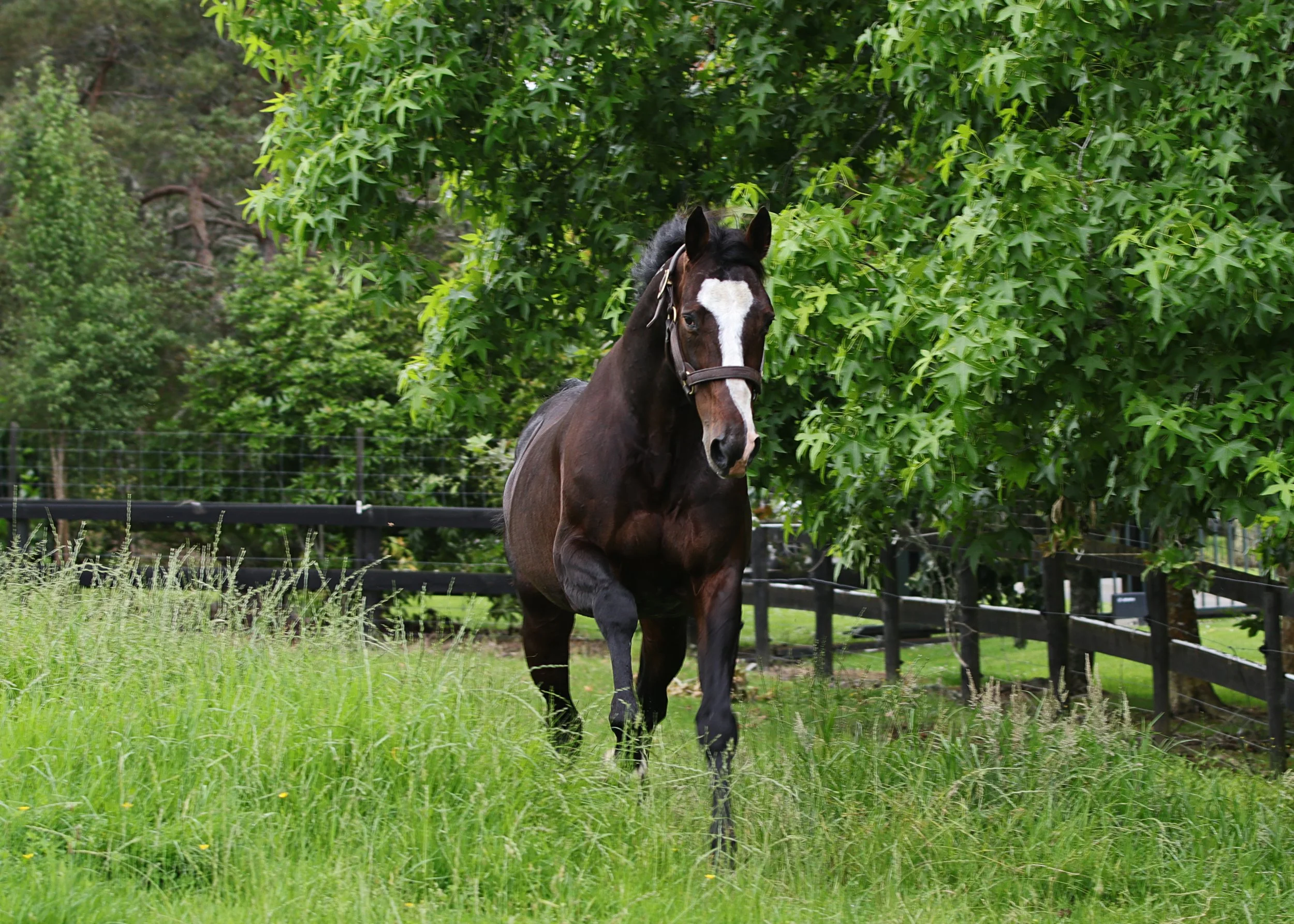 Sweet Lou — Woodlands Stud