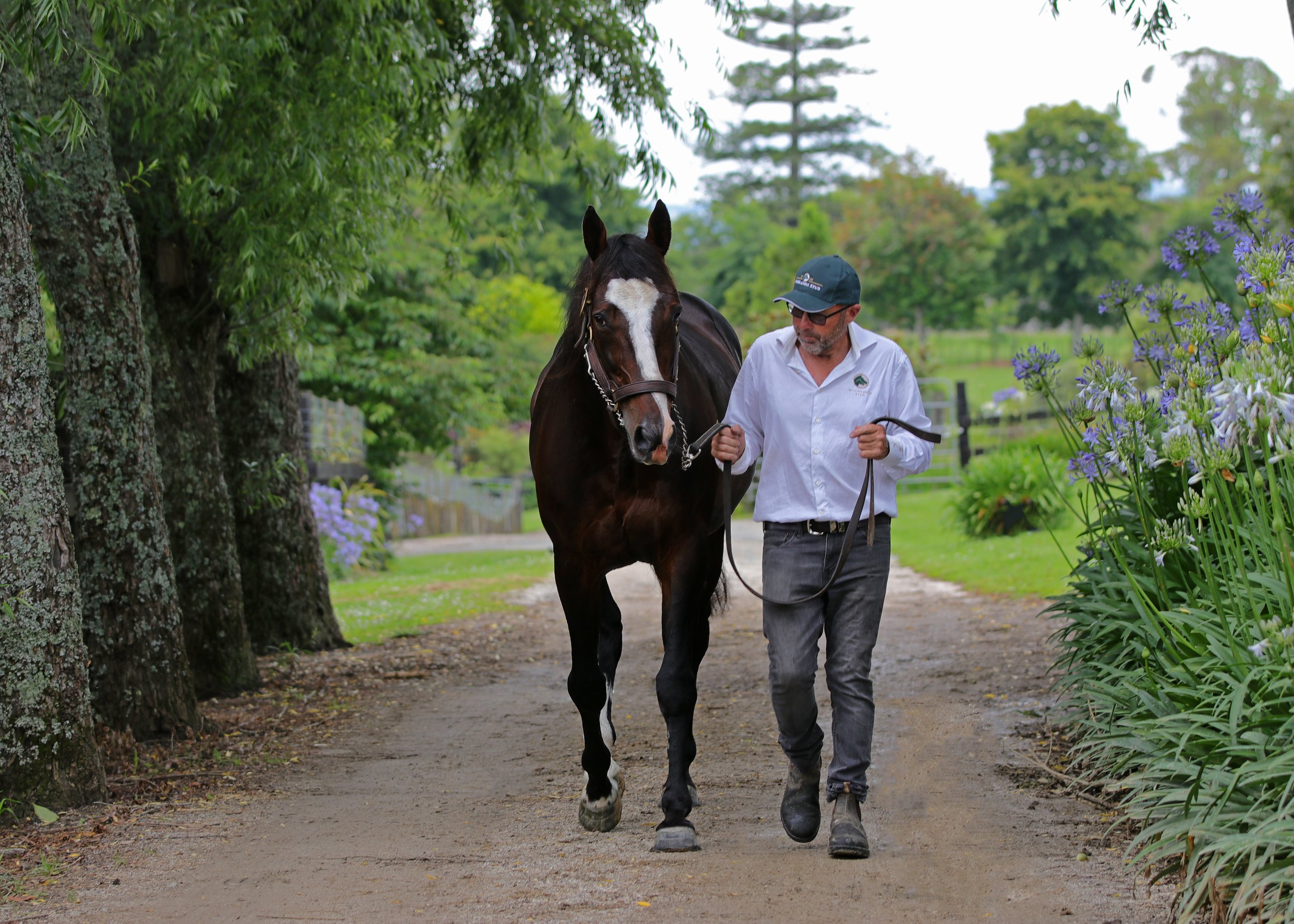 Sweet Lou — Woodlands Stud