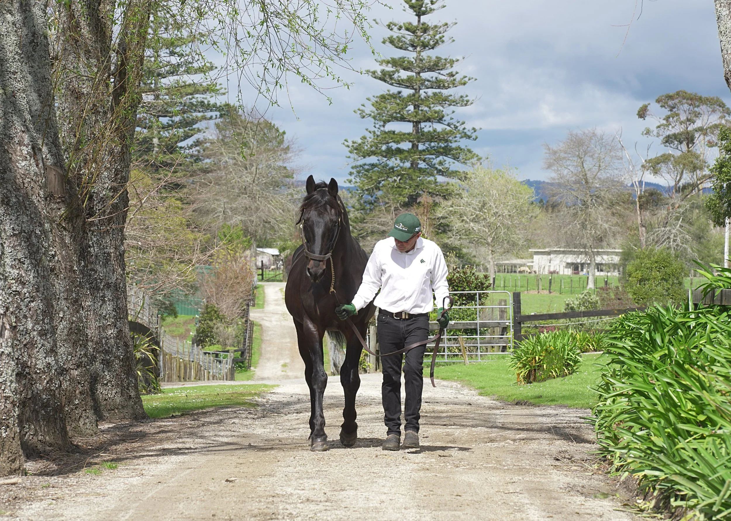 Bettor's Delight — Woodlands Stud